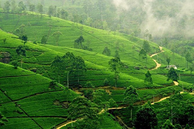 Highlights Of Sri Lanka - 4 Days - Who Will Benefit Most?