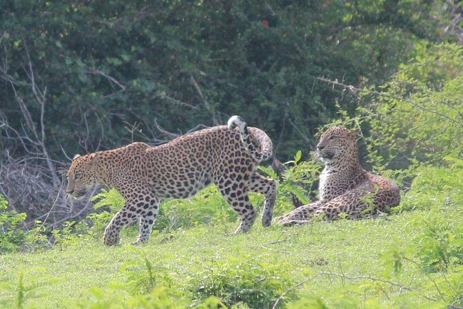 Highlights Of Sri Lanka- 7 Days Tour - Day 7: Galle and Farewell