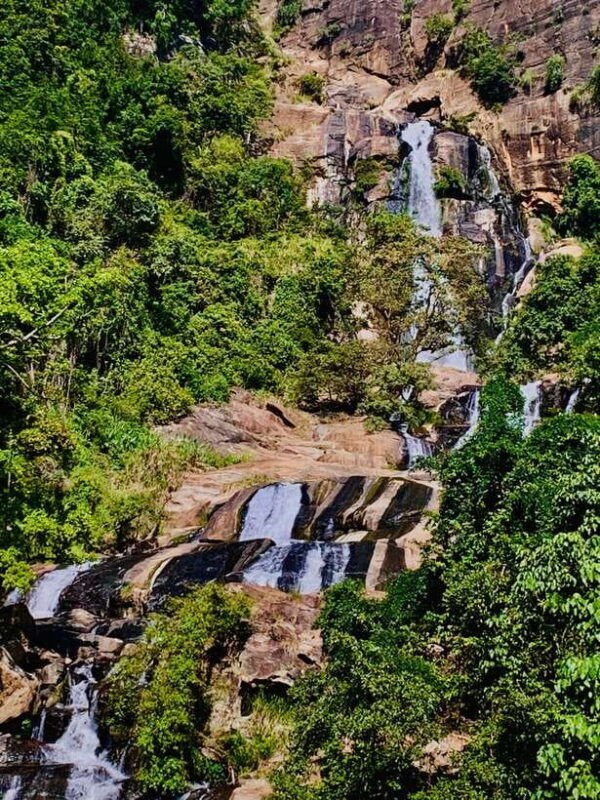 Highlights tour with tasting & Green environment in ella - A Closer Look: What to Expect from the Tour