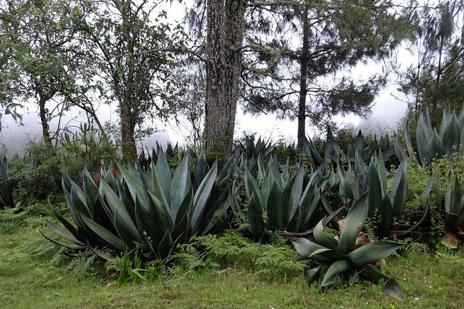 Hike el Camino Real, Latuvi  Lachatao - Who Should Consider This Tour?