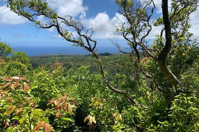 Hike Honolua Ridgeline - Price and Value