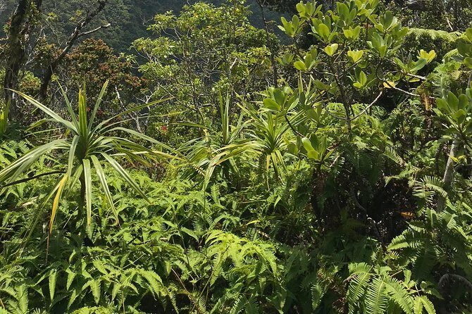 Hike Honolua Ridgeline - Who Will Love This Tour?