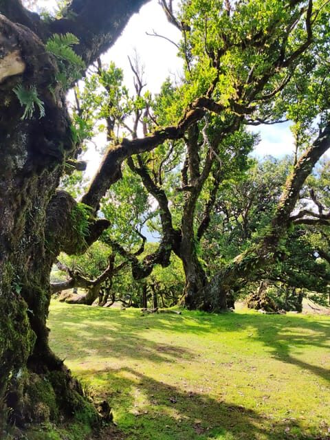 Hike in Fanal in a different way - An honest look at the Fanal Forest hike experience