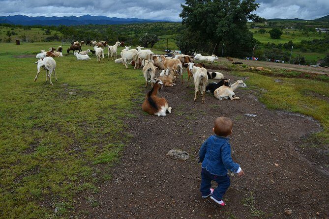 Hike in the Sierra de Santa Rosa - The Experience from the Traveler’s Perspective