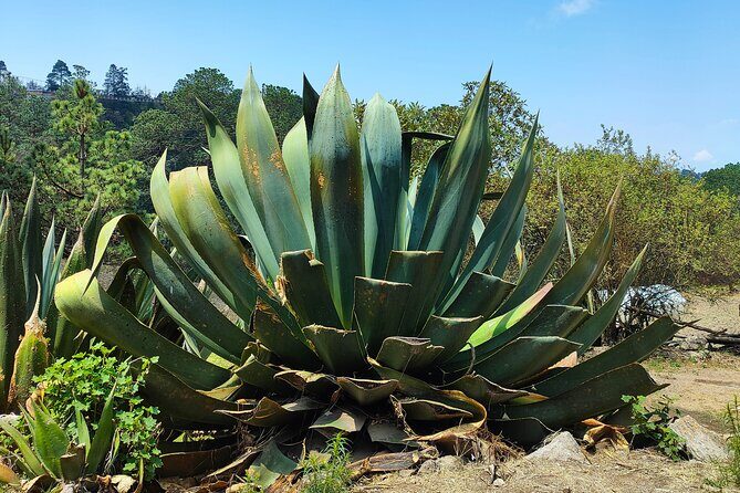 Hike in the Sierra Norte, Cuajimoloyas - FAQ