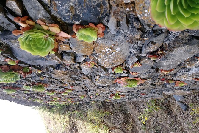 Hike Larano, Boca do Risco Porto da Cruz Levada in a small group - Pricing and Value
