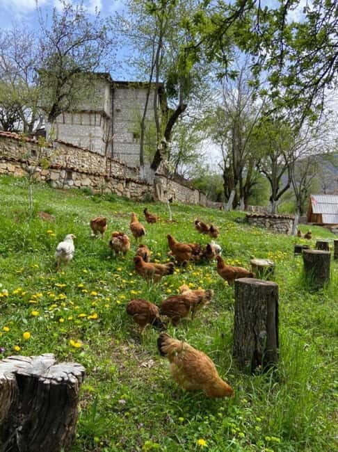 Hike Like Locals: Discover Albania's Hidden Mountain Trail - Returning to Tirana