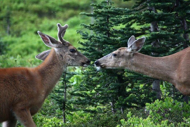 Hike Mt. Rainier & Taste Yakima Valley Wine: All-Inclusive Day Tour from Seattle - Practical Details