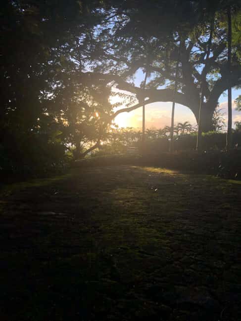 Hike St Kitts: Wingfield Rainforest and Romney Experience - Summary: The Value of the Wingfield Rainforest & Romney Experience