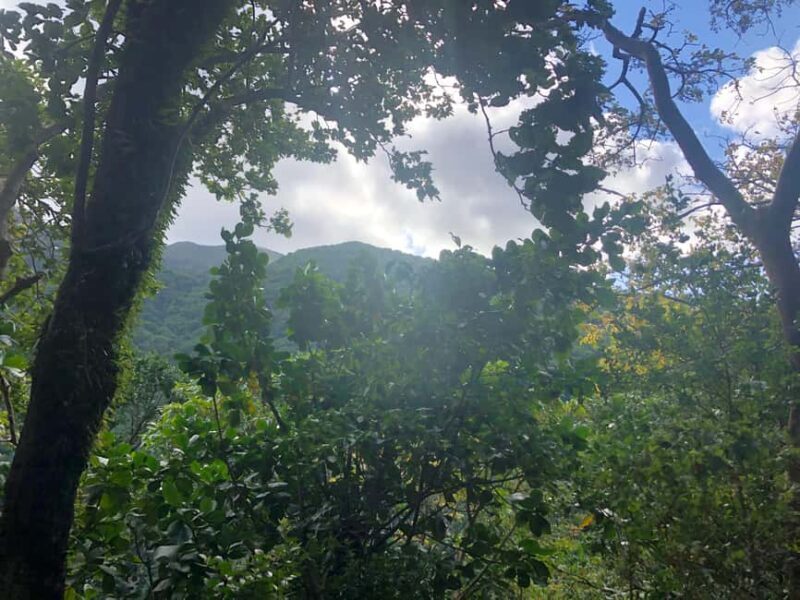 Hike St Kitts: Wingfield Rainforest and Romney Experience - FAQ