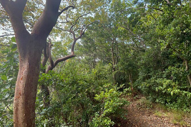 Hike St Kitts: Wingfield Rainforest and Romney Experience - An In-Depth Look at the Wingfield Rainforest and Romney Experience