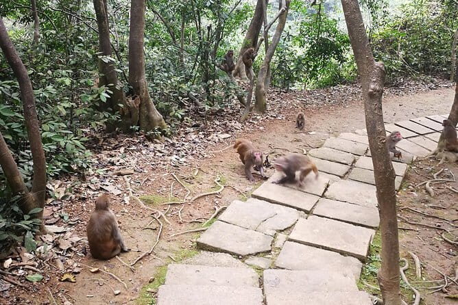 Hike the monkey hill - Exploring the Hike the Monkey Hill Experience: A Detailed Look