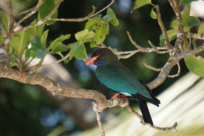 Hike to Elephant beach exploring tropical flora and fauna - Final Thoughts