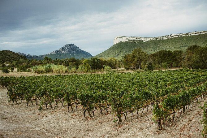 Hike to the top of "Pic Saint Loup", wine & food - Key Points