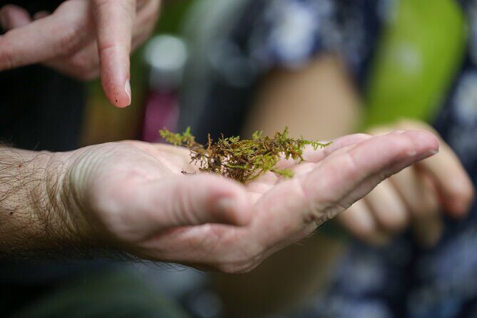 Hike up Mt. Omine and enjoy the view of Miyajima - An authentic taste of Hiroshima’s natural scenery