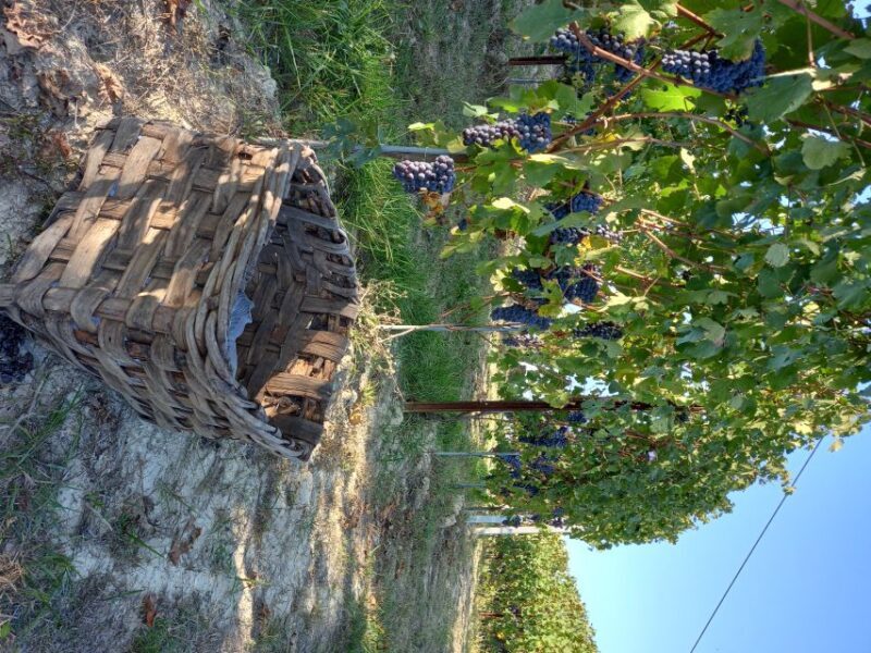 Hiking and wine tour starting from Alba - Who Will Love this Experience?