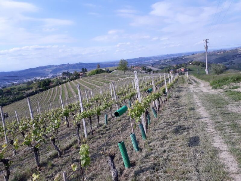 Hiking and wine tour starting from Alba - FAQs