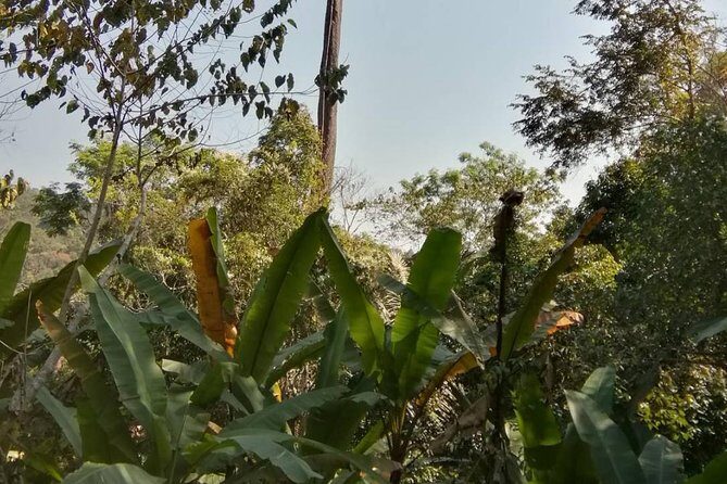 Hiking and Zipline Private Tour from Chiang with Karen Village - The Sum Up