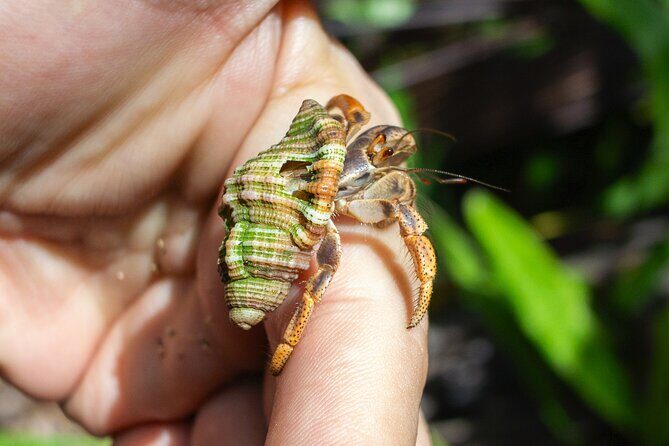 Hiking, Cliffs, Cave, and Taino Legends - The Experience through Travelers’ Eyes