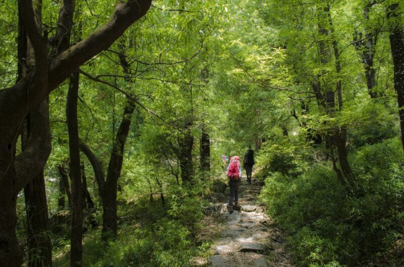Hiking Day Tour to Triund from Dharamshala - An In-Depth Look at the Trek Experience