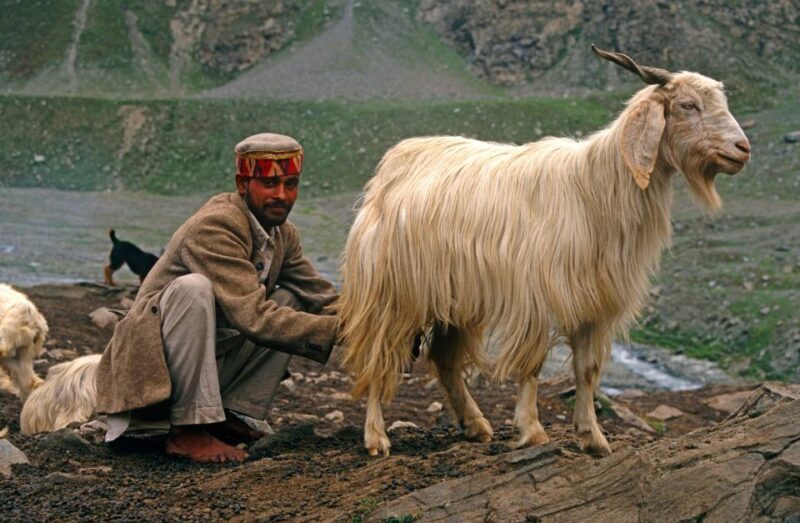 Hiking Day Tour to Triund from Dharamshala - Who Will Enjoy This Tour?