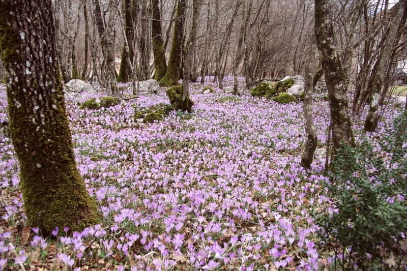 Hiking Escape Near Herceg Novi - Key Points