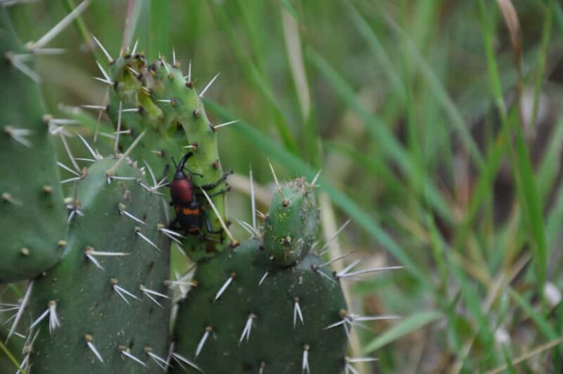 Hiking in Benito Juárez National Park - A Detailed Look at the Experience