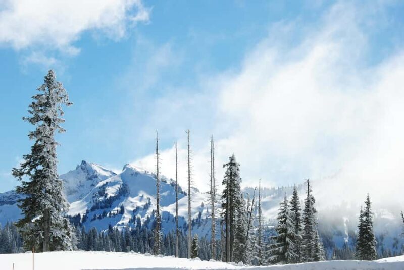 Hiking in Mount Rainier Private Tour from Seattle - Why the Private Tour Works Well