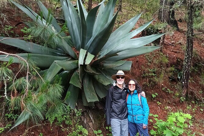 Hiking in Sierra Norte the most spectacular trails in Oaxaca - Authenticity and Practicalities: What Travelers Love
