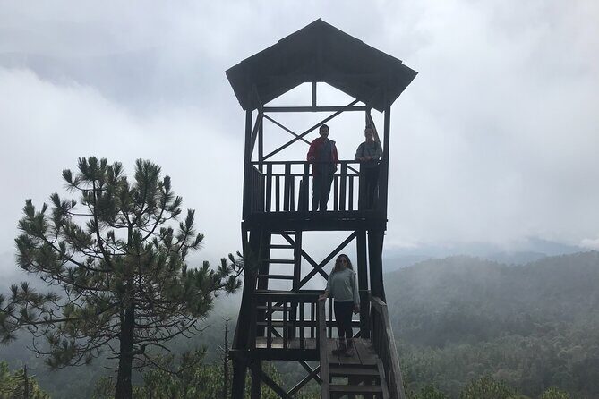 Hiking in the Enchanted Forest of Ixtepeji with Rescue Dogs - An In-Depth Look at the Tour Experience