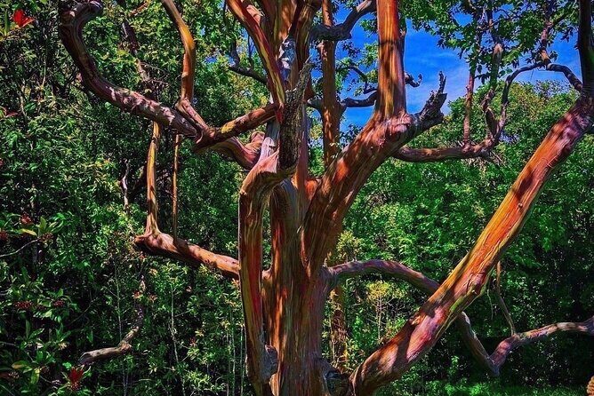 Hiking Maui Hawaii - An In-Depth Look at the Maui Hiking Tour
