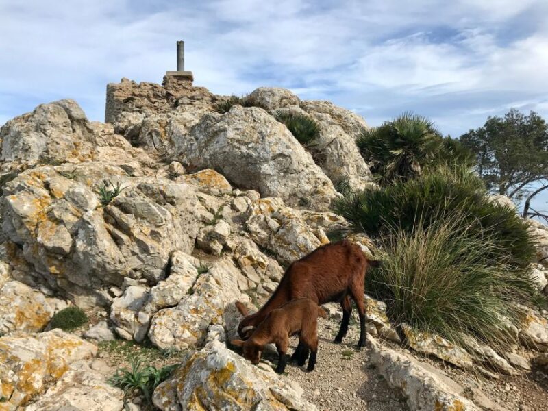 Hiking on Alcúdia Peninsula - Frequently Asked Questions