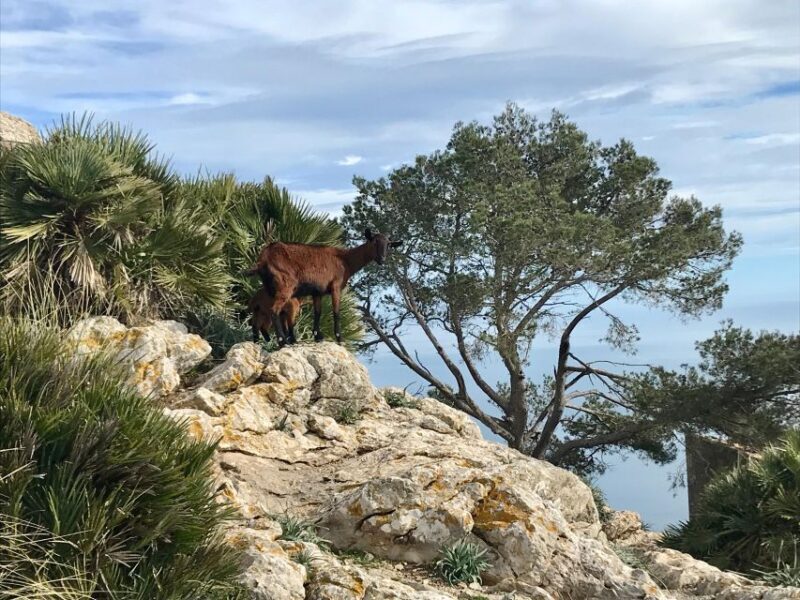 Hiking on Alcúdia Peninsula - Final Thoughts: Who Is This Tour Best For?
