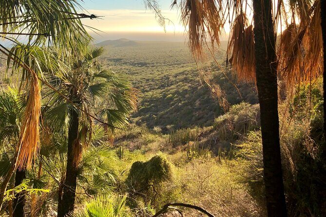 Hiking to Desert Palm Oases of San Carlos with a Biologist - Discover the Desert Palm Oases of San Carlos with a Biologist: An Authentic Adventure