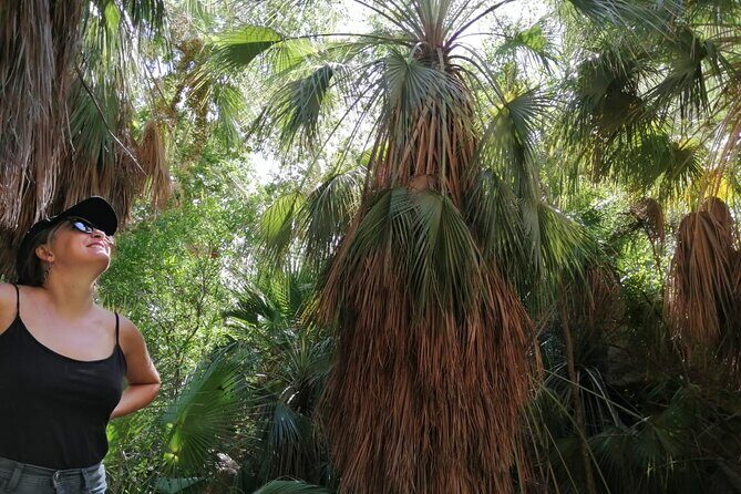 Hiking to Desert Palm Oases of San Carlos with a Biologist - Key Points