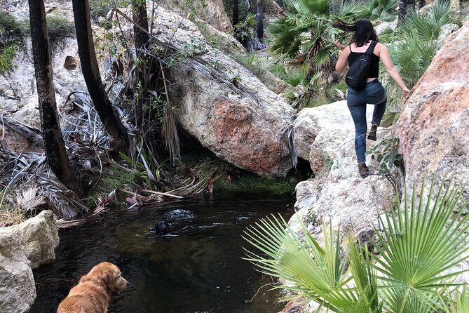Hiking to Desert Palm Oases of San Carlos with a Biologist - What Travelers Are Saying