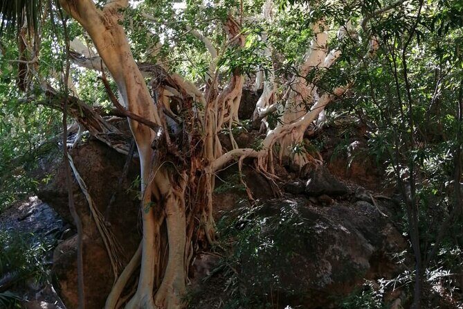 Hiking to Desert Palm Oases of San Carlos with a Biologist - Who Will Love This Experience?
