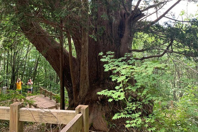 Hiking tour around Takayama city (About 3 hours) - What We Love About This Experience