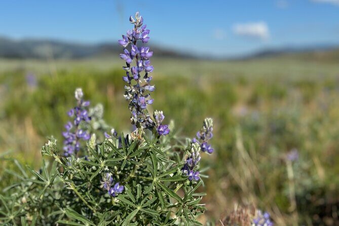 Hiking Tour: Hidden Gems | West Yellowstone | PRIVATE + Lunch - Why This Tour Is a Winner for Certain Travelers
