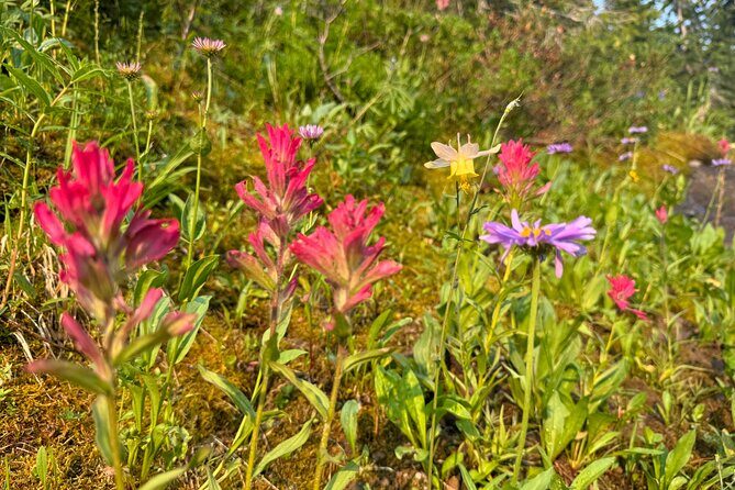 Hiking Tour: Hidden Gems | West Yellowstone | PRIVATE + Lunch - FAQ