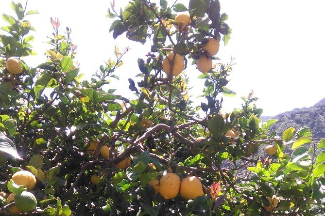 Hiking tour in the Anaga biosphere reserve in Tenerife - Personal Guidance and Group Size