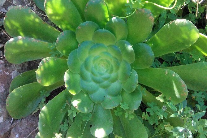 Hiking tour in the Anaga biosphere reserve in Tenerife - What Past Travelers Say