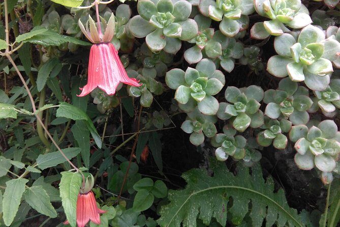 Hiking tour in the Anaga biosphere reserve in Tenerife - Who Should Consider This Tour?