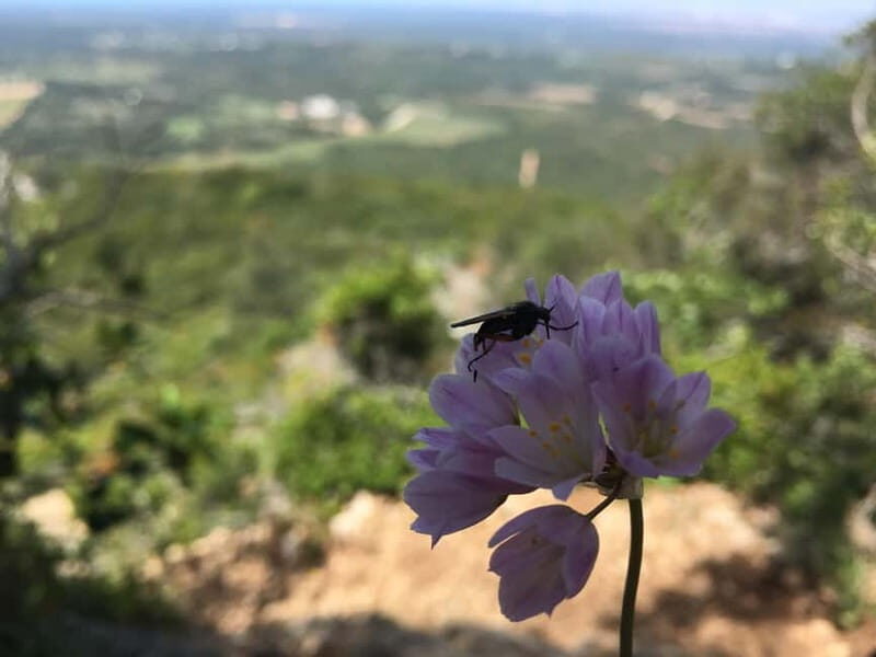 Hiking Tour to Top of Arrabida Mountain - The Sum Up