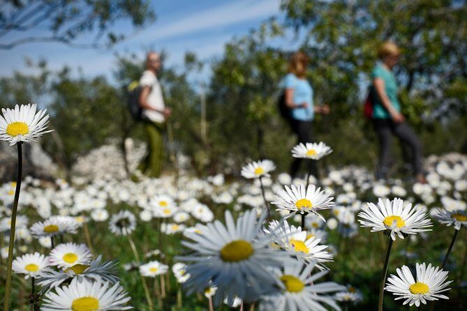 Hiking tour Vidova gora and visiting Museum of olive oil - Exploring the Vidova Gora and Olive Oil Museum Tour: An Authentic Croatian Experience