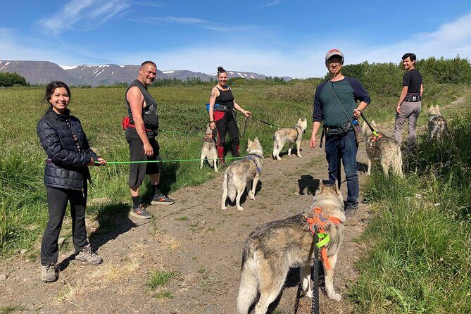 Hiking with Husky in Akureyri - The Value of Meeting the Huskies in Their World