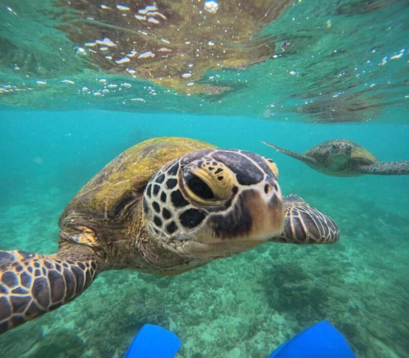 Hikkaduwa: Amazing Snorkeling with Coral, Fish & Turtles - What to Expect from the Snorkeling Tour in Hikkaduwa
