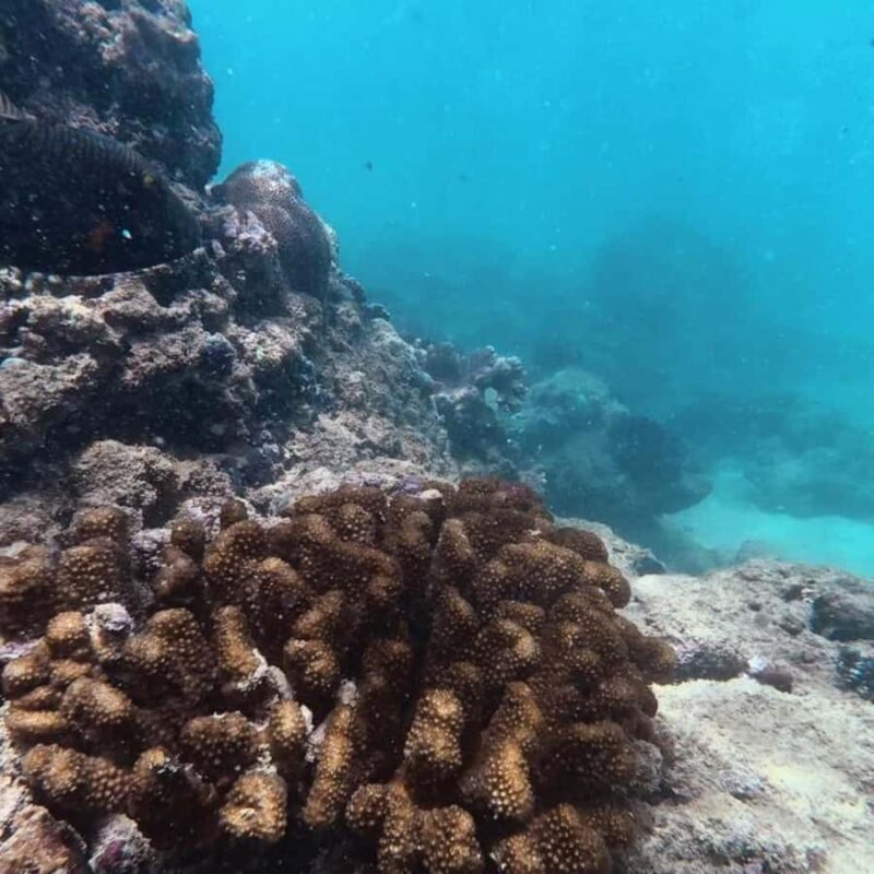 Hikkaduwa: Amazing Snorkeling with Coral, Fish & Turtles - FAQ – Practical Questions About the Snorkeling Tour in Hikkaduwa