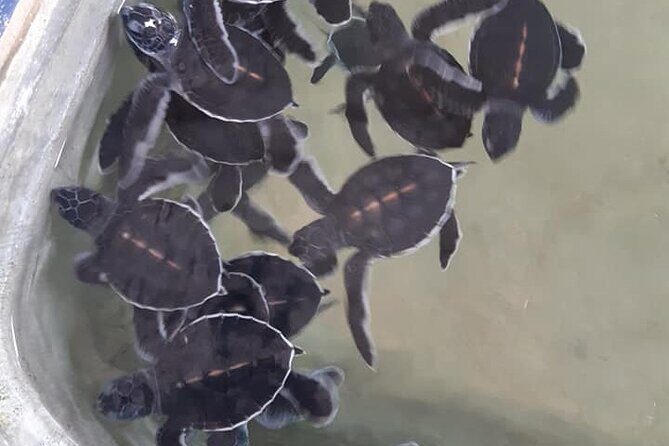 Hikkaduwa Day Excursion - FAQ