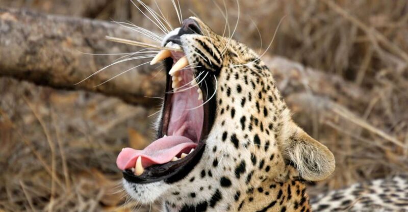 Hikkaduwa/Galle/Weligama/Mirissa/Tangalle: Yala Safari Tour - Who Should Opt for This Tour?